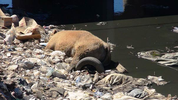 Dead Animals From Water Pollution